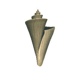 Shell Sculptor